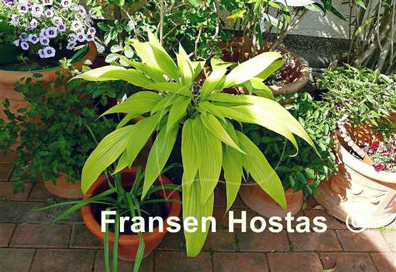 Hosta Chris' A lalalala long - Fransen Hostas Hosta Chris' A lalalala long - Fransen Hostas